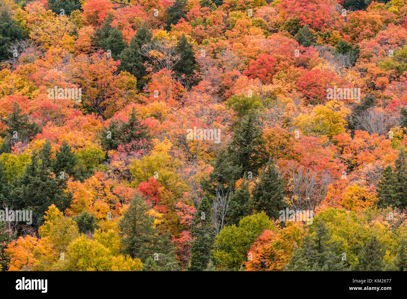 Stunning fall color in the Canadian autumn in Algonquin Provincial Park ...