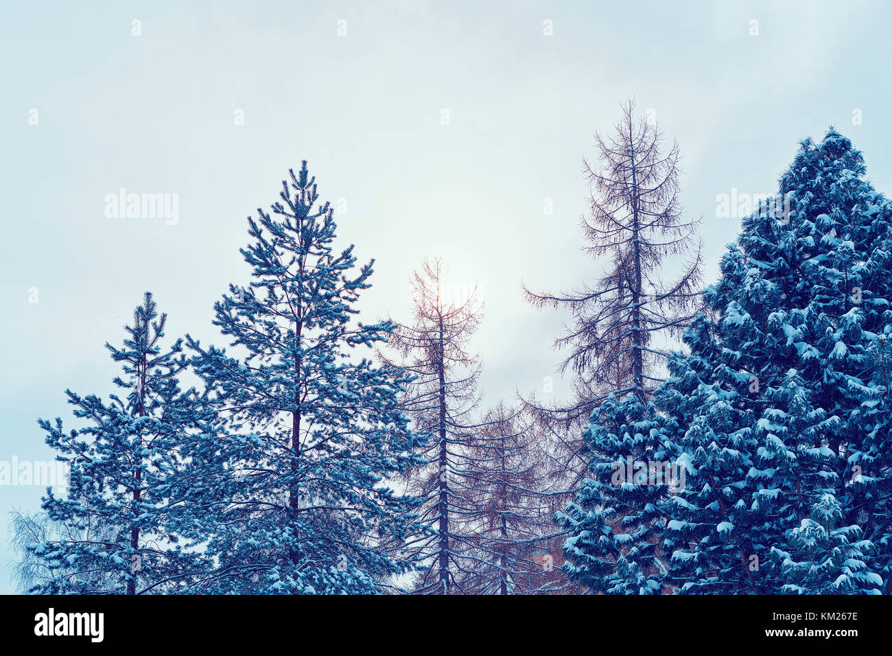 Trees in Forest in Rovaniemi, Lapland, Finland Stock Photo - Alamy