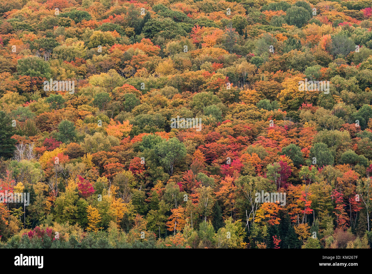 Stunning fall color in the Canadian autumn in Algonquin Provincial Park ...