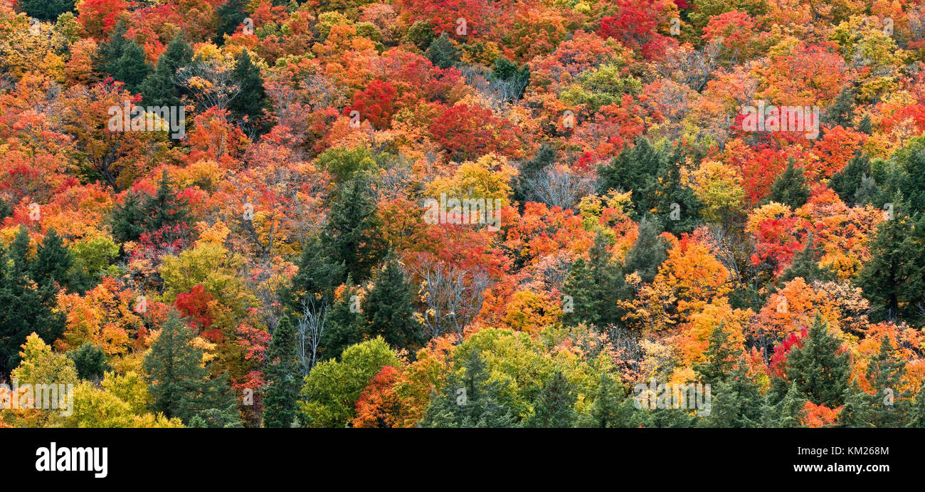 Stunning fall color in the Canadian autumn in Algonquin Provincial Park ...