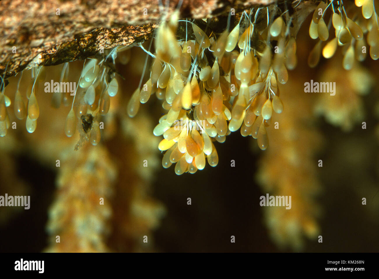 Giant Pacific Octopus Eggs