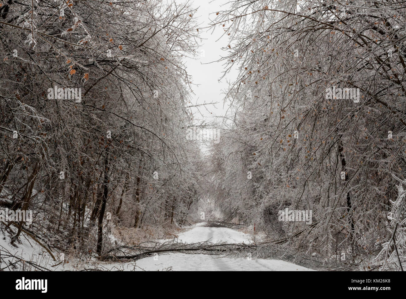 Snow storm damage hi-res stock photography and images - Alamy