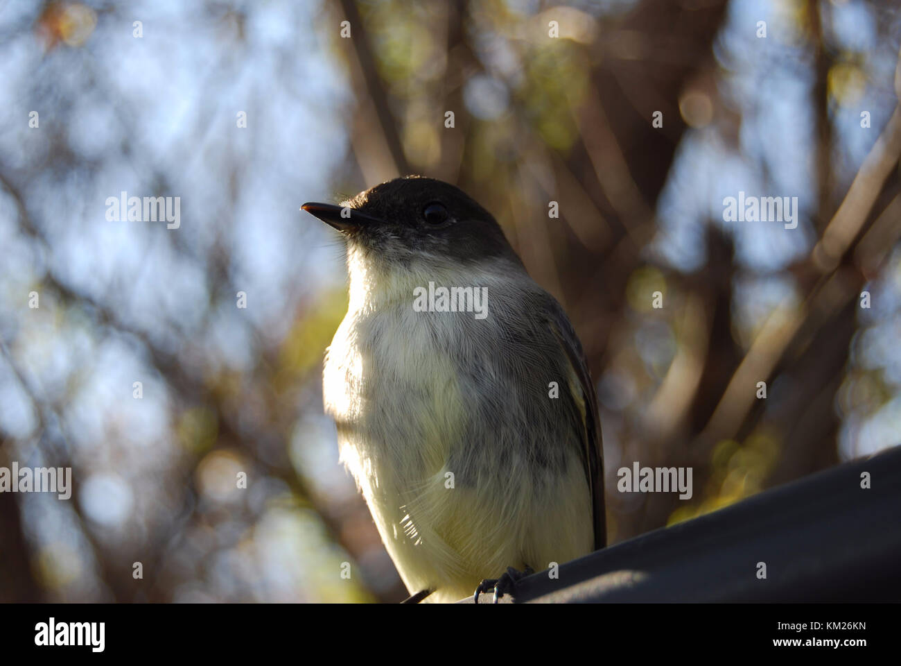 Bird Close up Stock Photo - Alamy