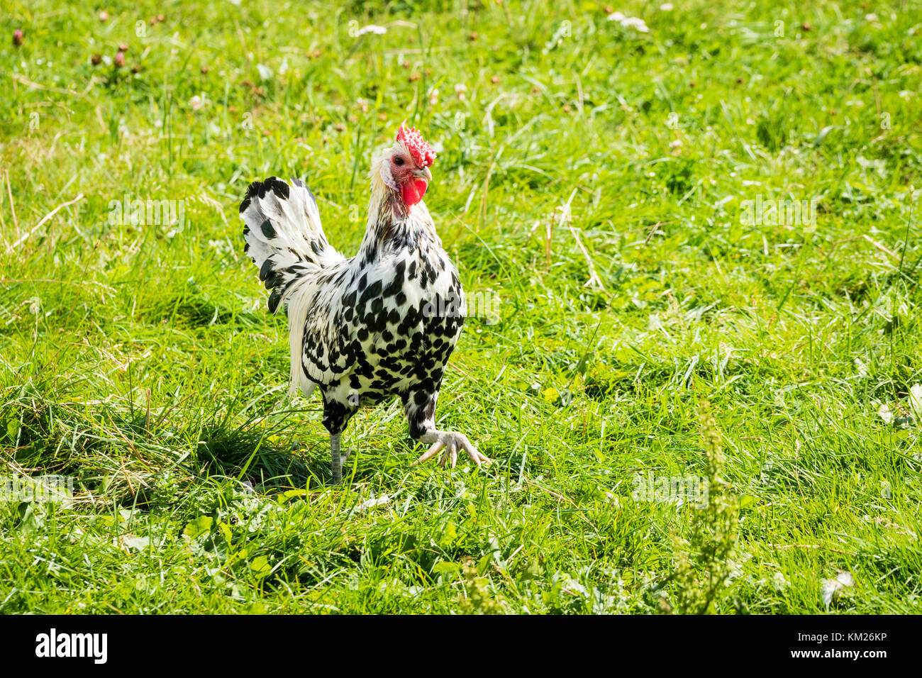 Chicken running at Fortress Louisbourg, Cape Breton, Nova Scotia ...