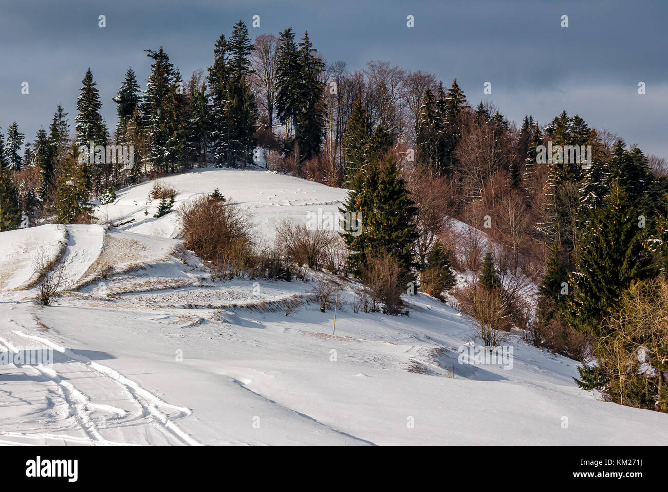 forested hillside covered with snow. lovely winter nature scenery Stock ...