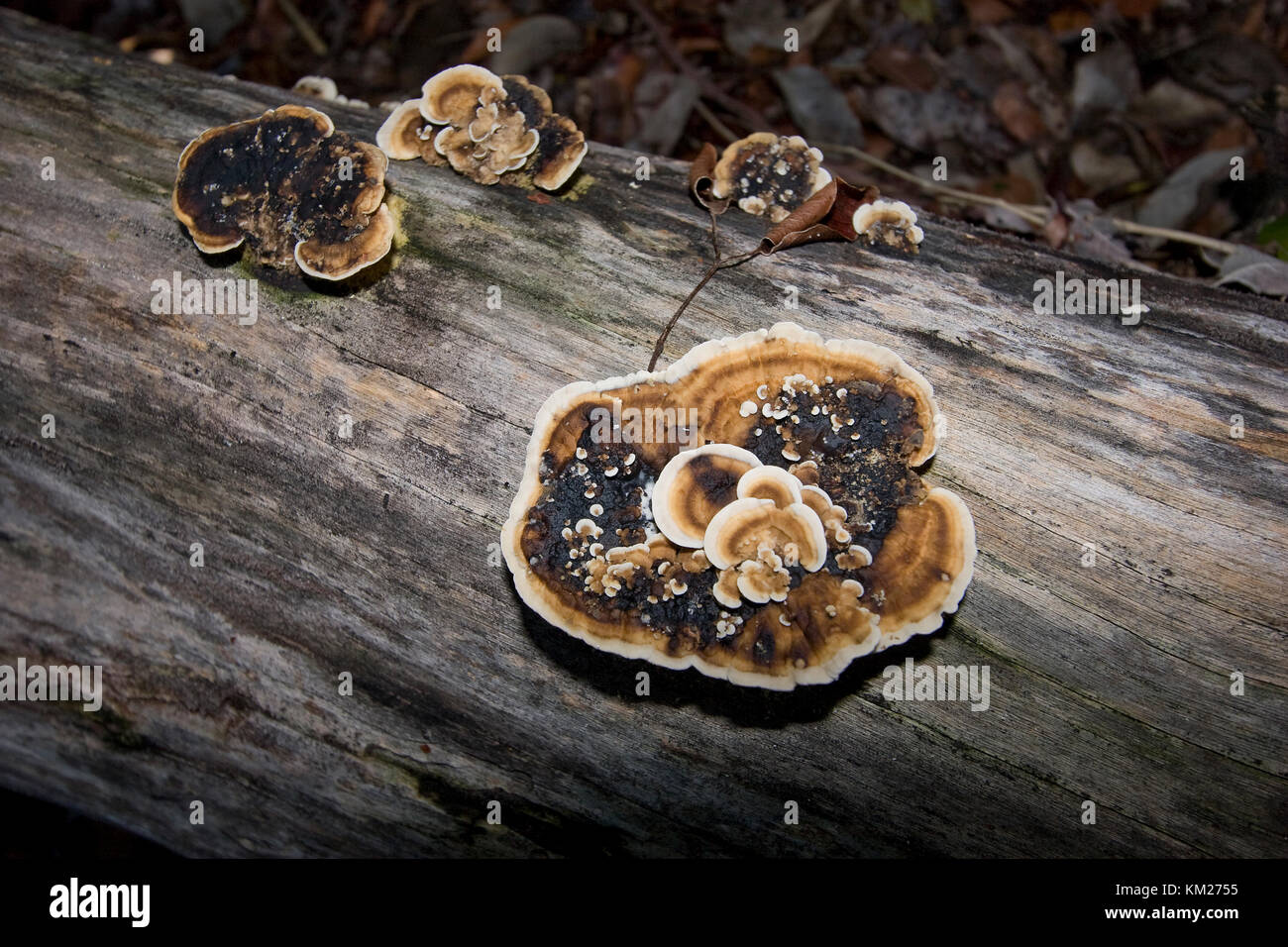 Bracket fungi shelf fungi fungi hi-res stock photography and images - Alamy