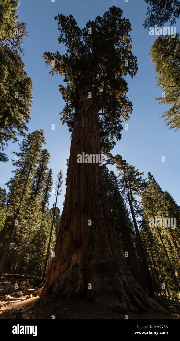 Biggest tree hi-res stock photography and images - Alamy