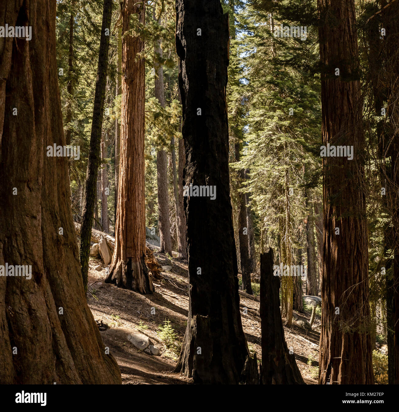 Sequoia trees in Sequoia National Park Stock Photo - Alamy