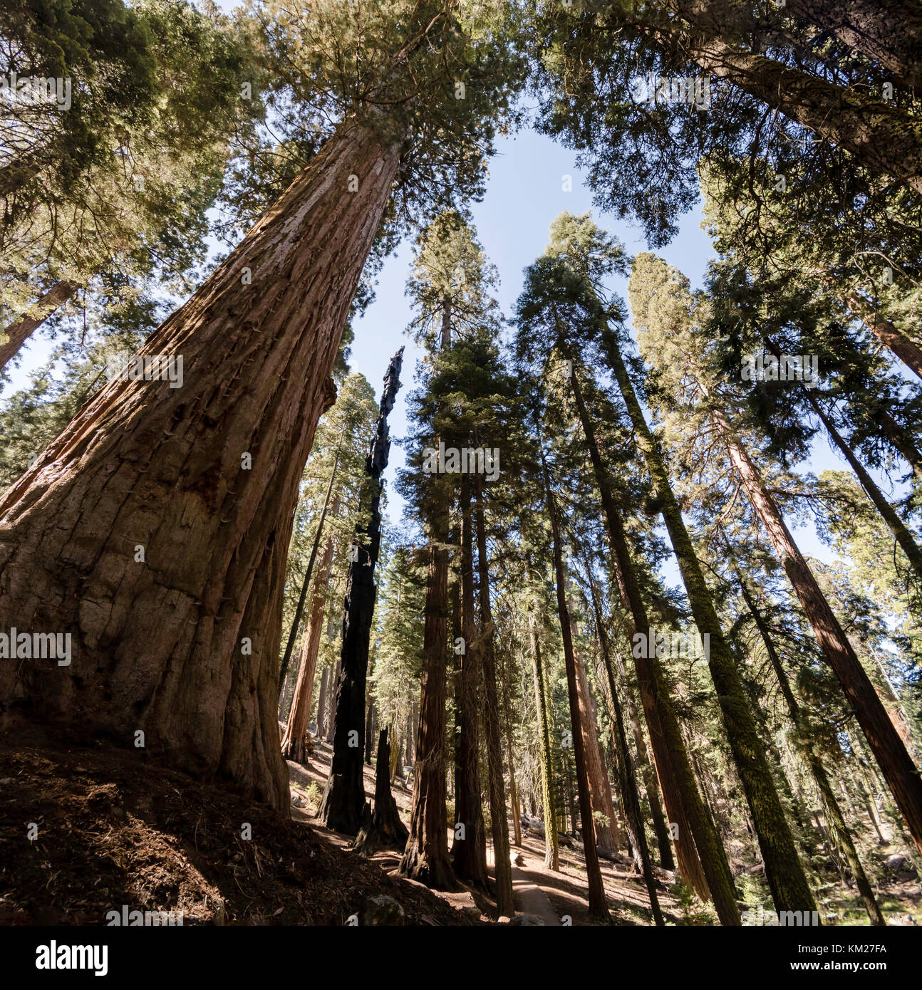 Sequoia trees in Sequoia National Park Stock Photo - Alamy