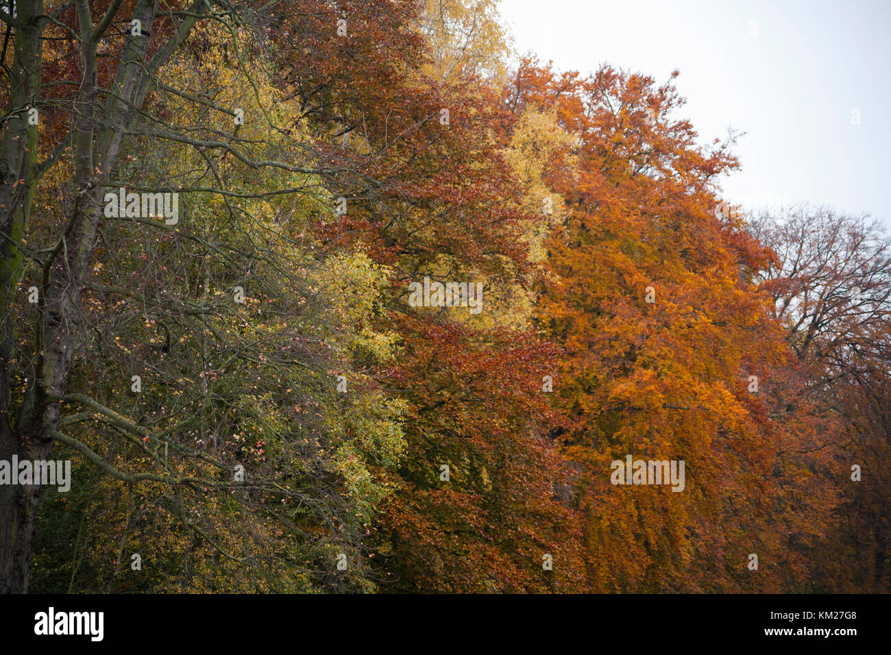 A row of trees in Autumn colour Stock Photo - Alamy