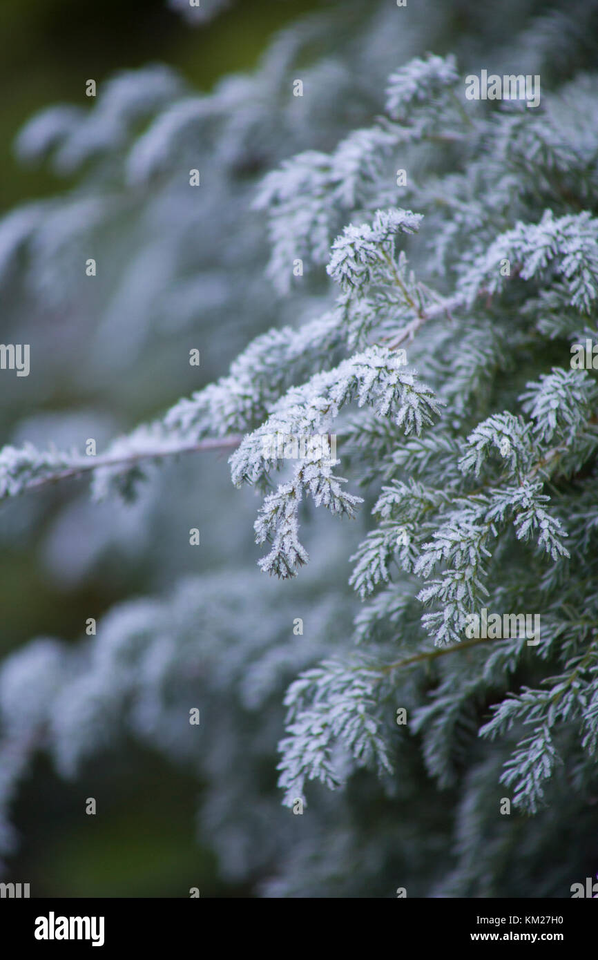 Yew hedge winter hi-res stock photography and images - Alamy
