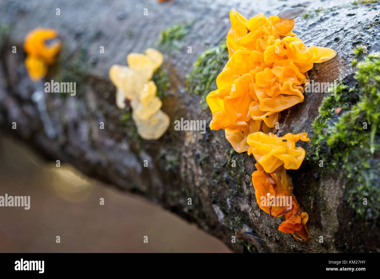Yellow Brain Fungus Stock Photo - Alamy