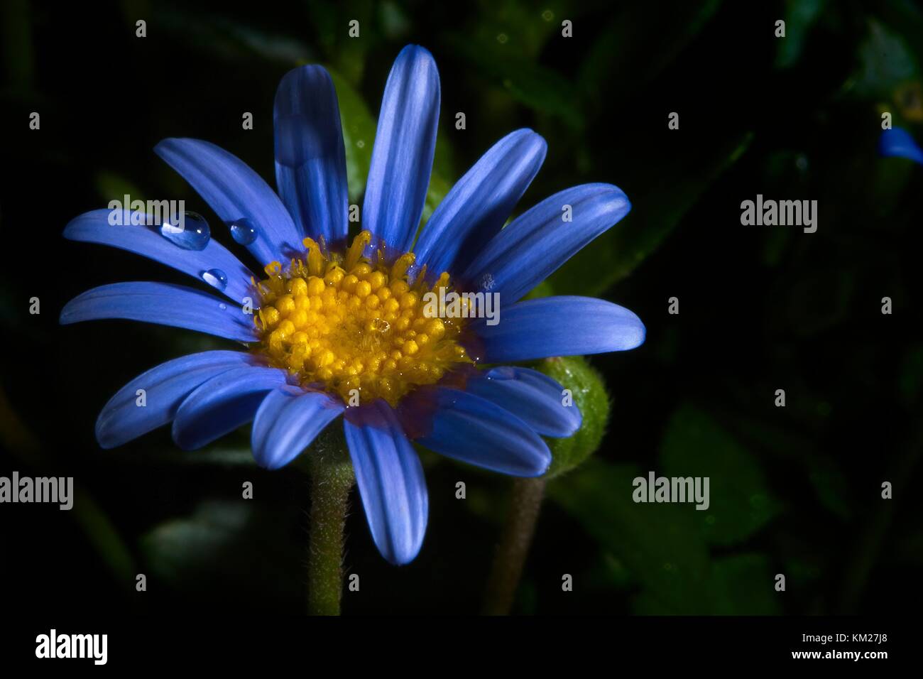 Daisy blue and yellow on a dark low key background Stock Photo - Alamy