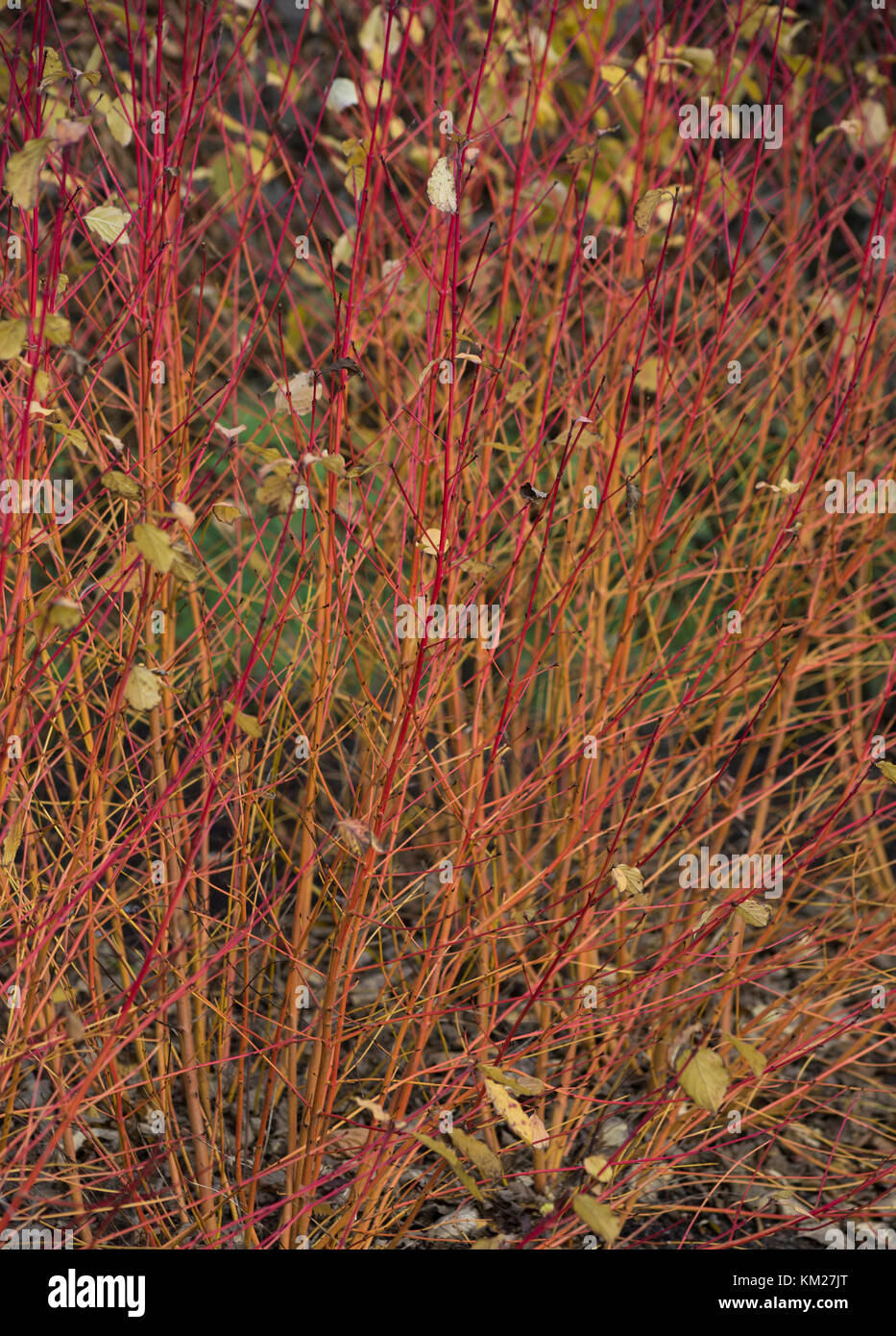 Cornus sanguinea 'Midwinter Fire' Stock Photo - Alamy