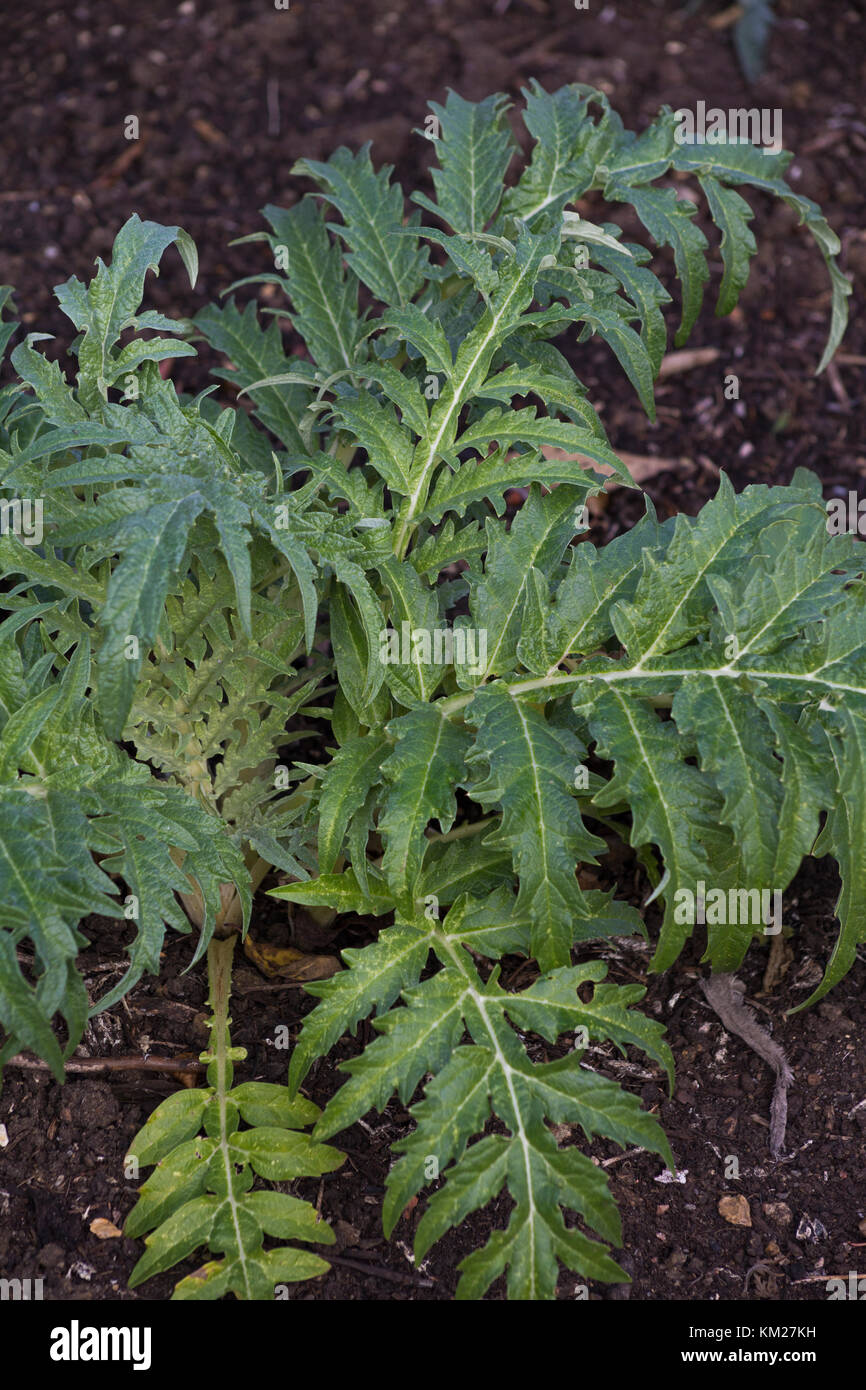 Cynara winter hi-res stock photography and images - Alamy