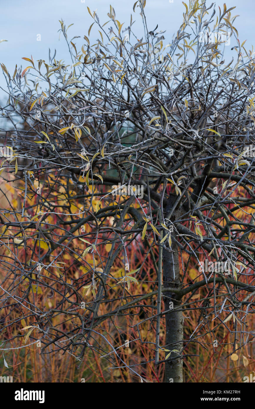 Weeping Pear Tree High Resolution Stock Photography and Images - Alamy