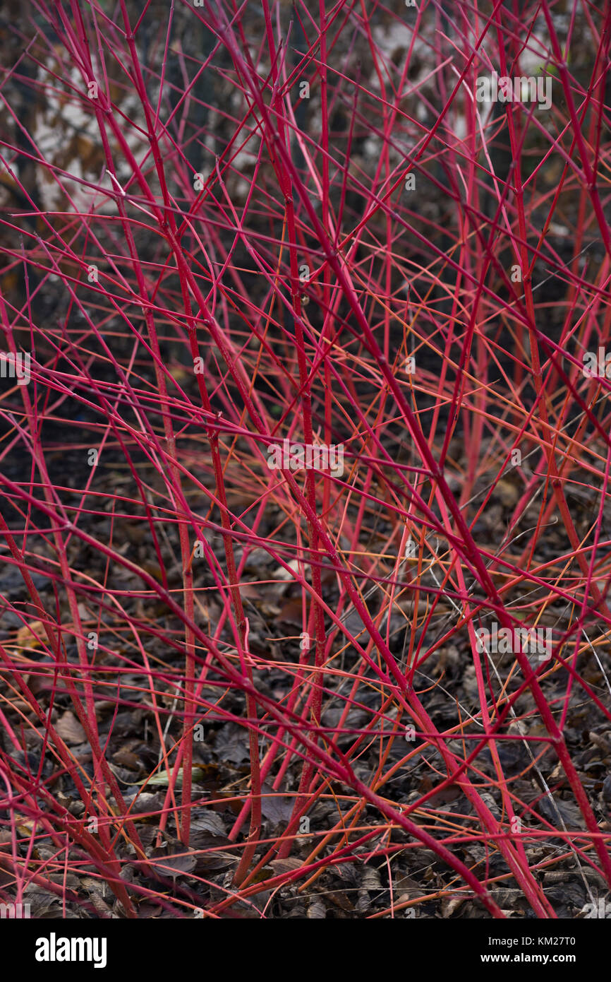 Cornus sanguinea 'Anny's Winter Orange' Stock Photo - Alamy