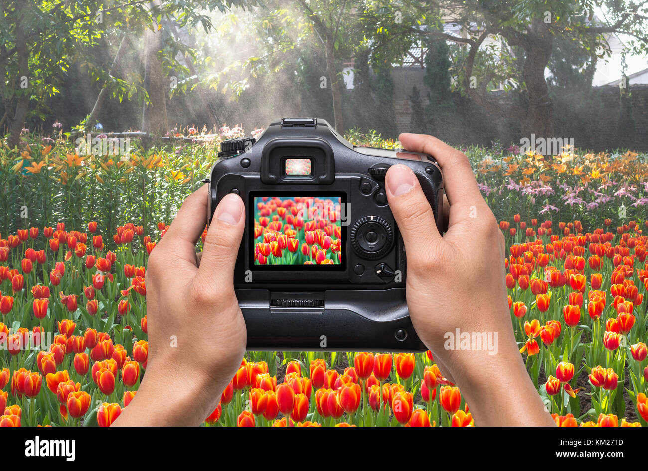 Hands holding the camera which taking photo of beautiful tulips field ...
