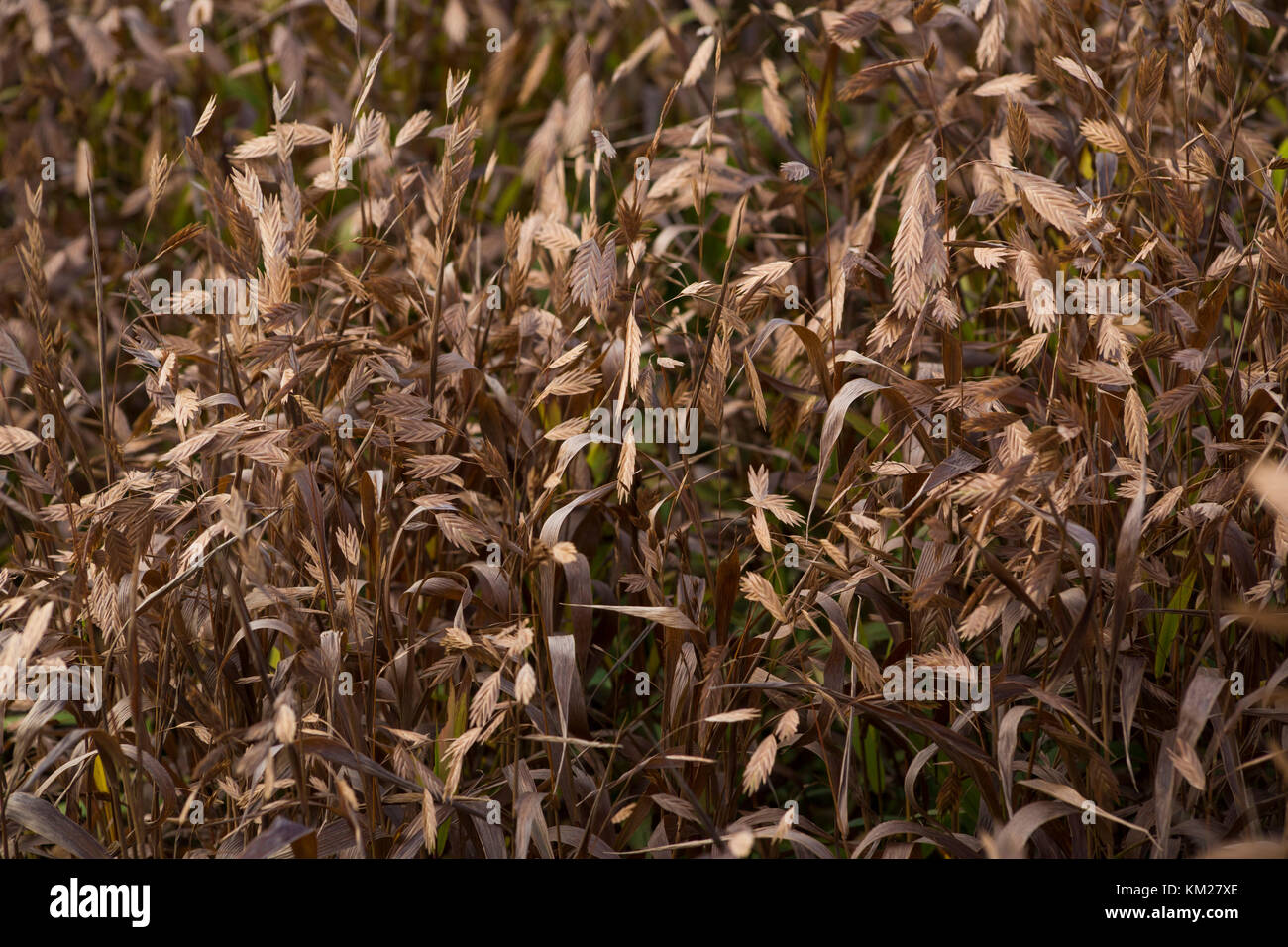 Spangle grass hi-res stock photography and images - Alamy