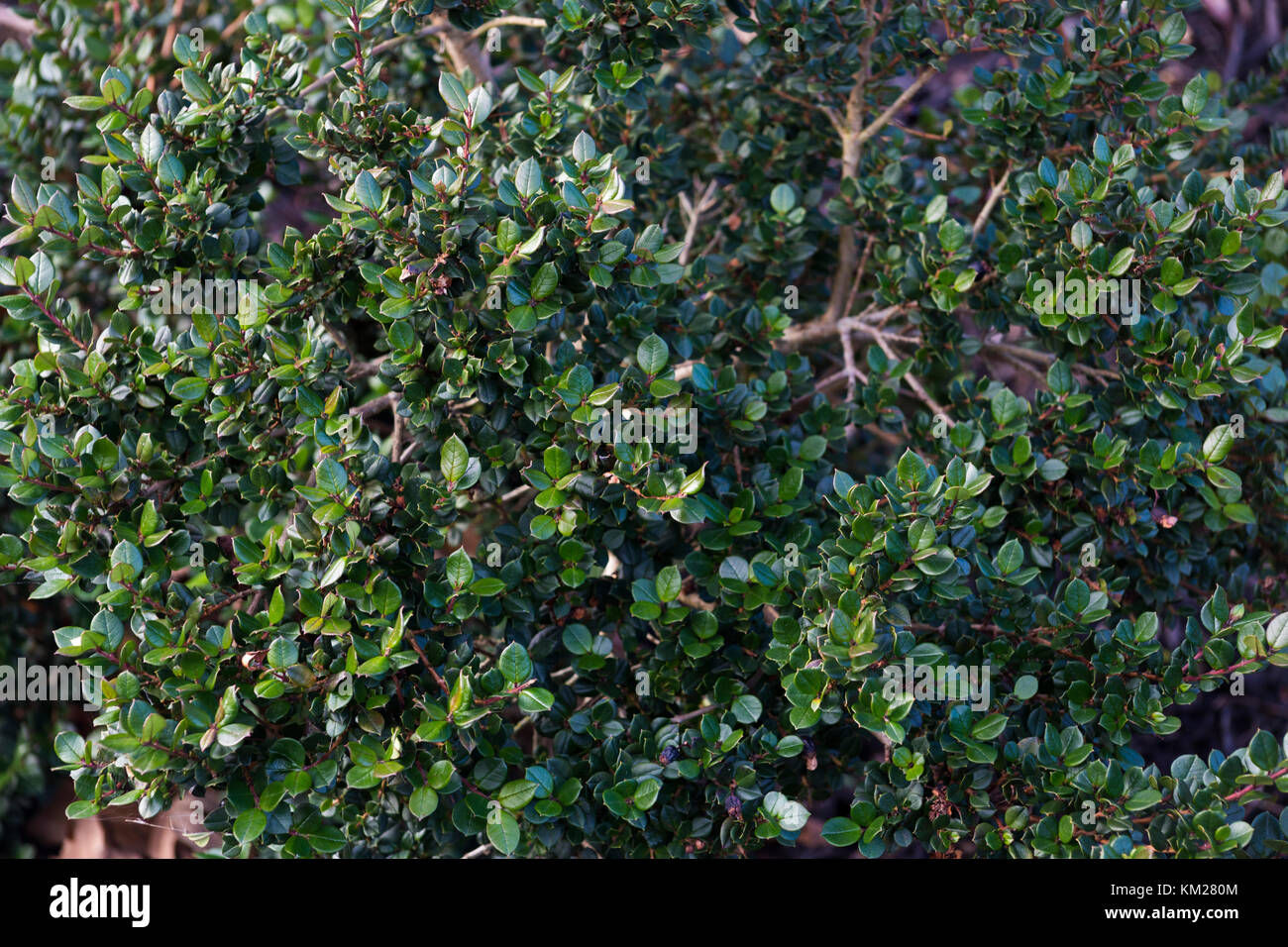 Luma apiculata hi-res stock photography and images - Alamy