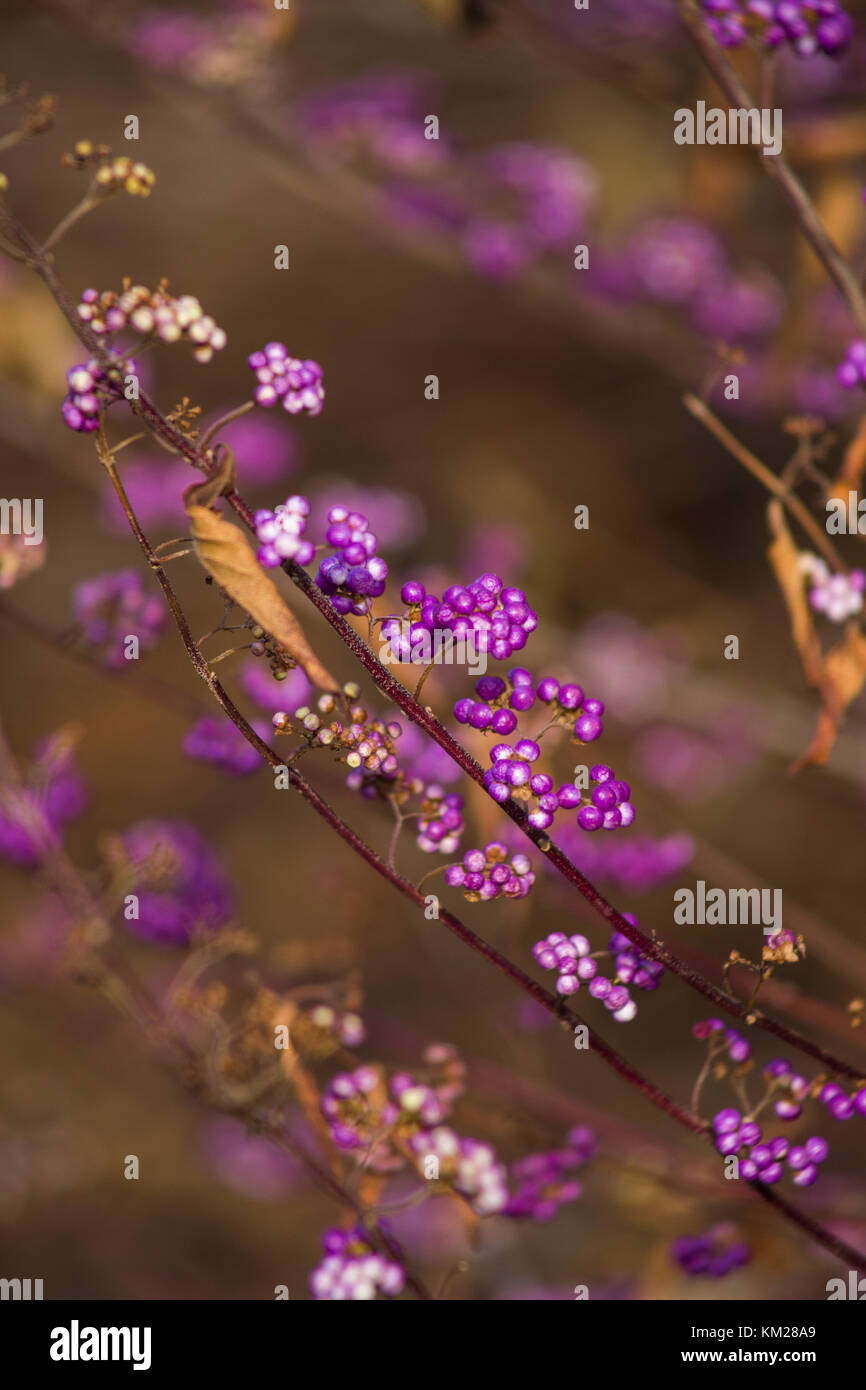 Callicarpa dichotoma 'Issai' Stock Photo - Alamy