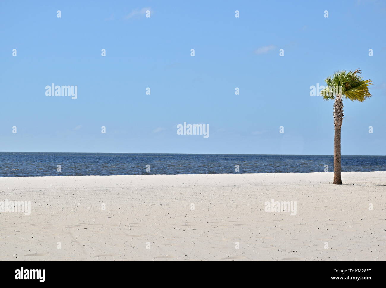 single palm tree on beach with no people Stock Photo - Alamy