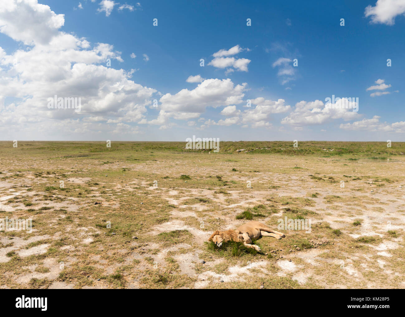 African lion sleeping hi-res stock photography and images - Alamy