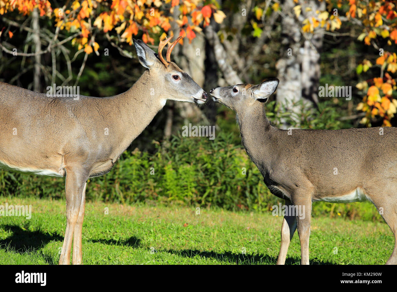 Love in the wild with Deer Stock Photo - Alamy