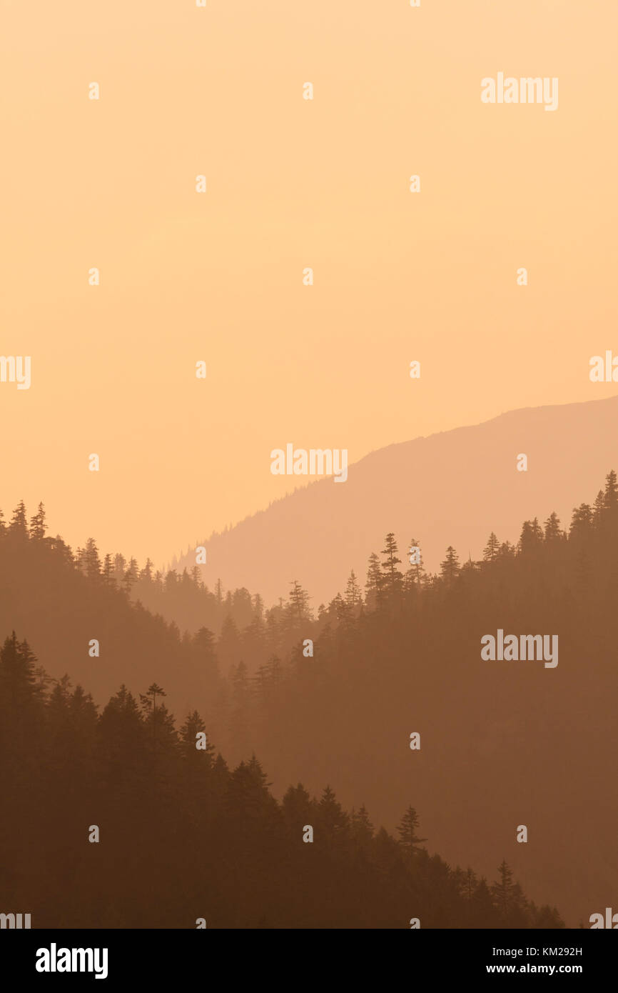 Trees in a smoky environment from nearby forest fire, Pemberton ...