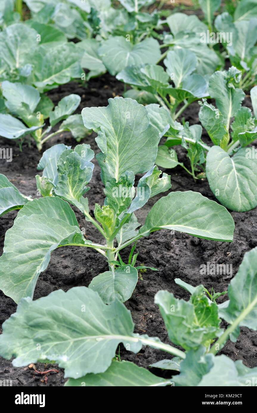 organically cultivated growing cabbage plants in the vegetable garden ...
