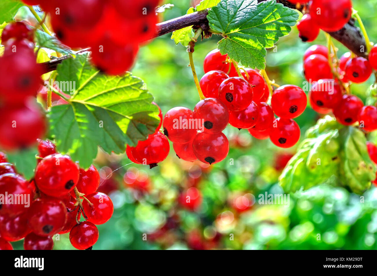 close-up of a red currant in the fruit garden, backlit Stock Photo - Alamy
