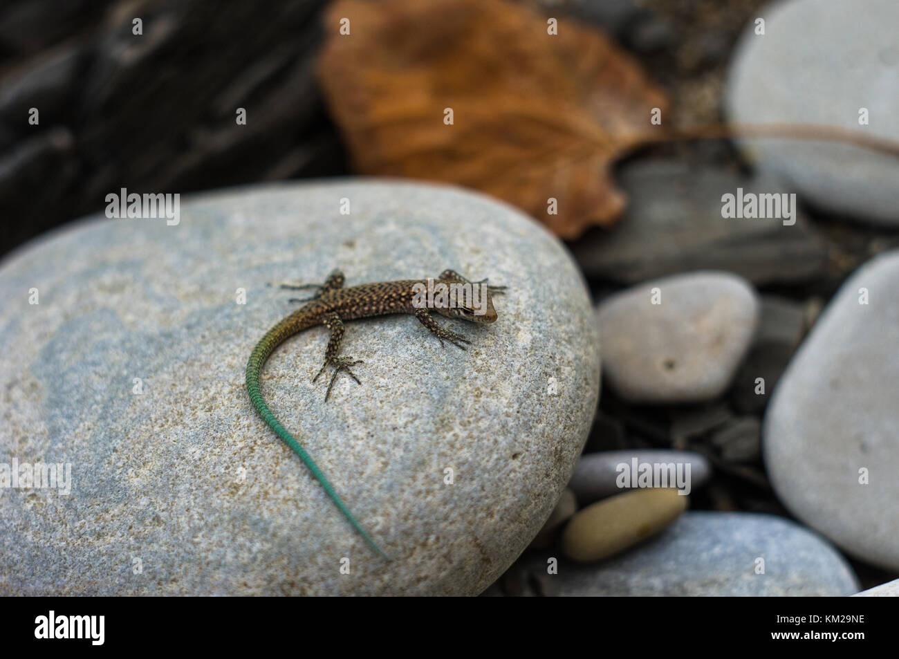 a little brown spotted lizard with green tail, lying on the sea pebbles ...