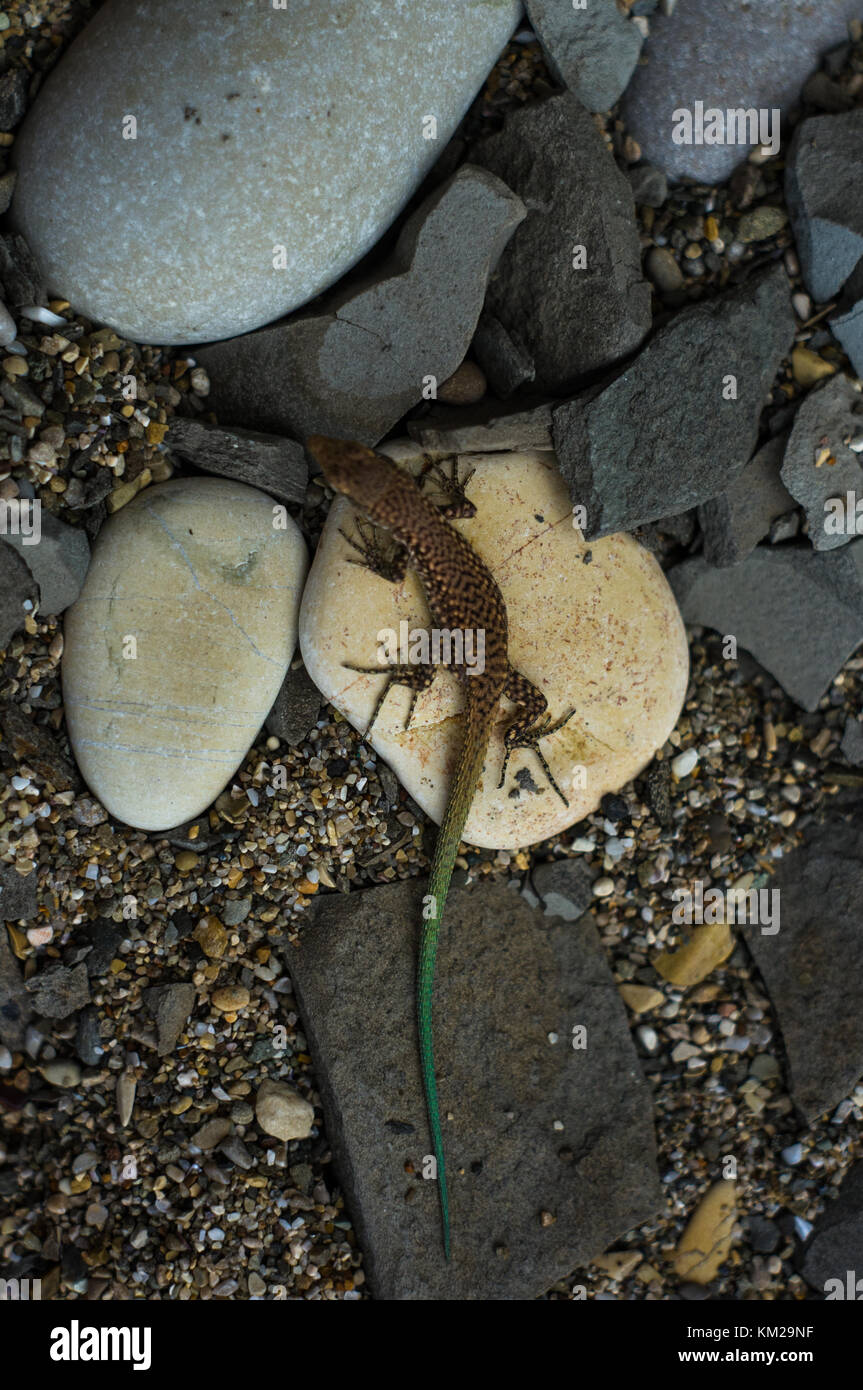 a little brown spotted lizard with green tail, lying on the sea pebbles ...