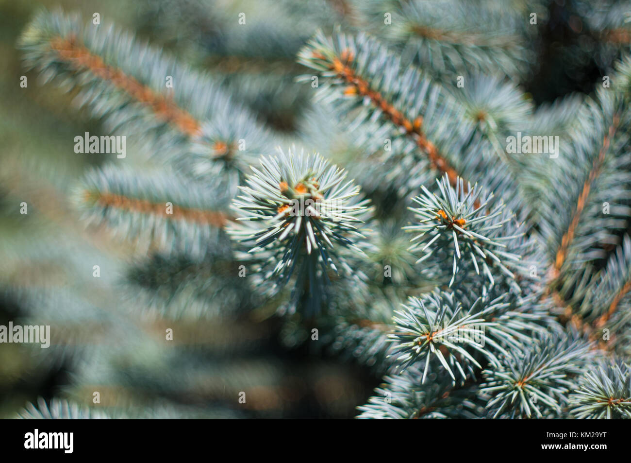 Green fluffy fir tree branch close up, Christmas wallpaper concept ...