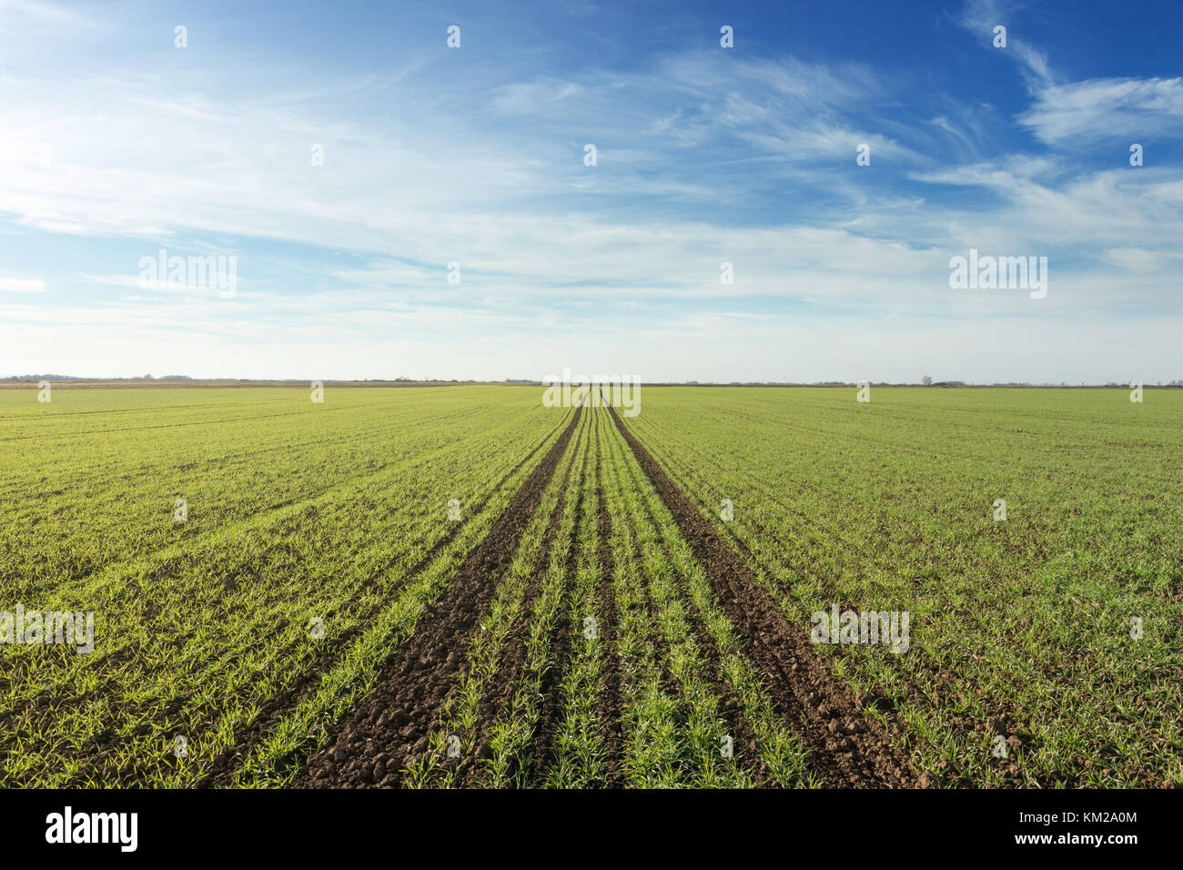 Green wheat field. Young wheat in neat rows Stock Photo - Alamy