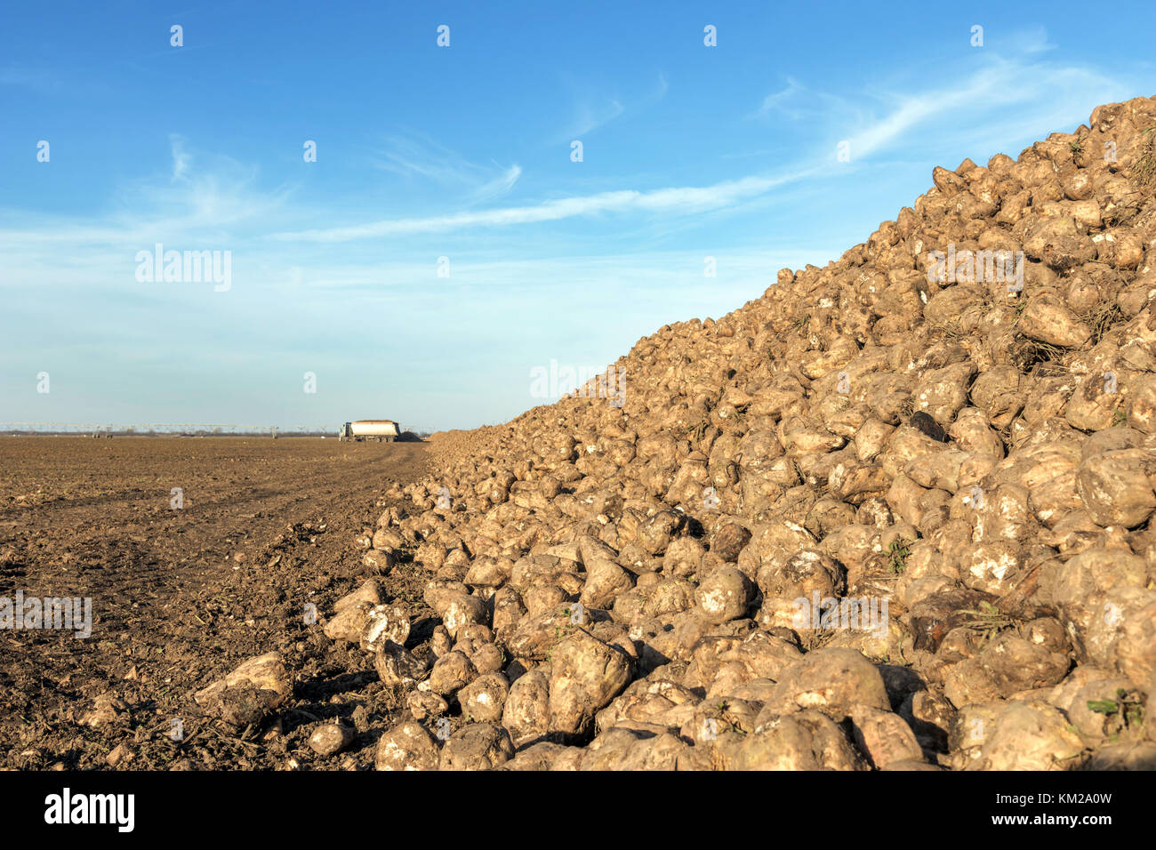 Sugar Beet harvest, Sugar beet pile, Harvest Stock Photo - Alamy