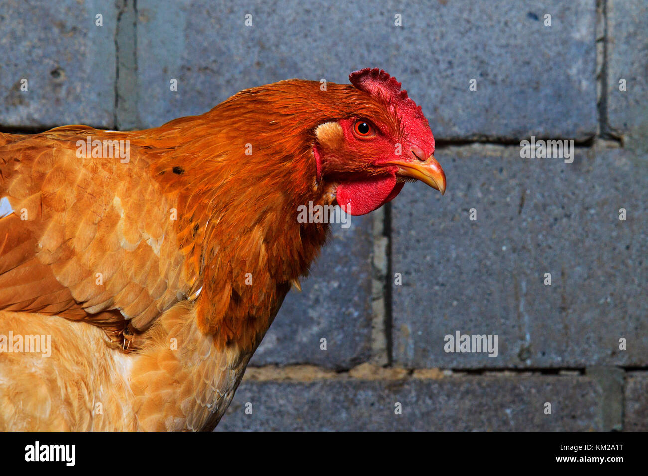 red chicken portrait on the background of a brick wall Stock Photo - Alamy