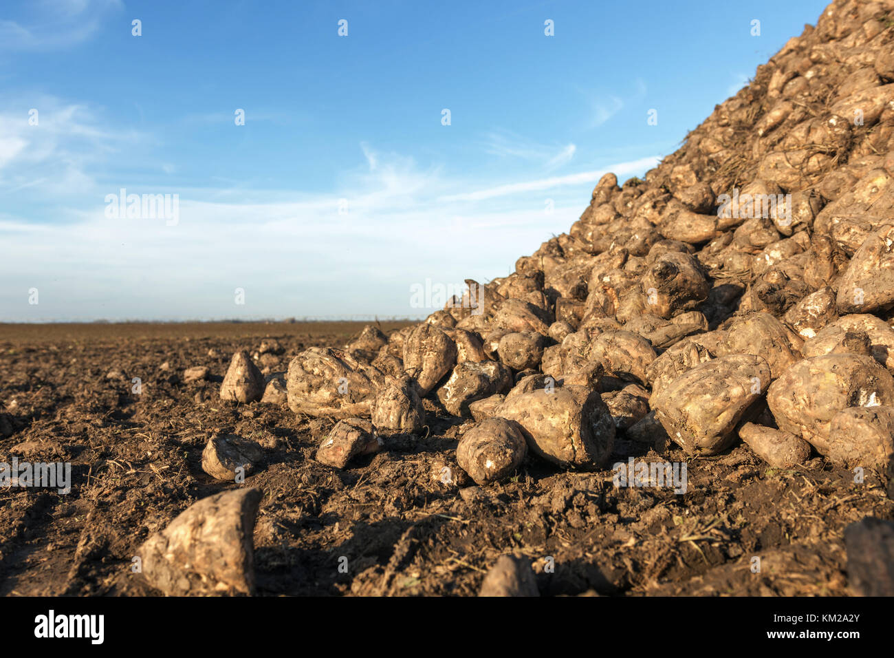Sugar Beet harvest, Sugar beet pile, Harvest Stock Photo - Alamy Sugar Beet harvest, Sugar beet pile, Harvest Stock Photo - Alamy