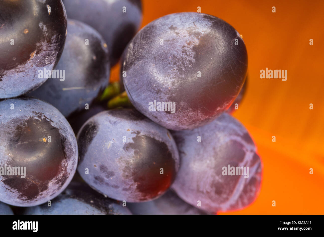 Berry blue wine grapes on a red saucer, macro, close-up Stock Photo - Alamy