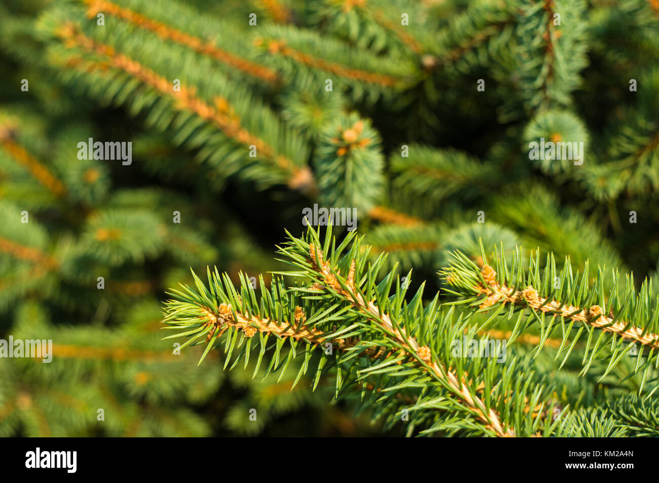 Green fluffy fir tree branch close up, Christmas wallpaper concept ...