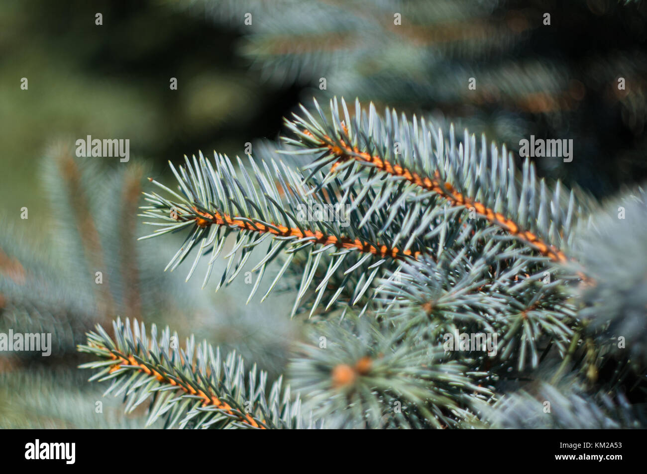 Green fluffy fir tree branch close up, Christmas wallpaper concept ...