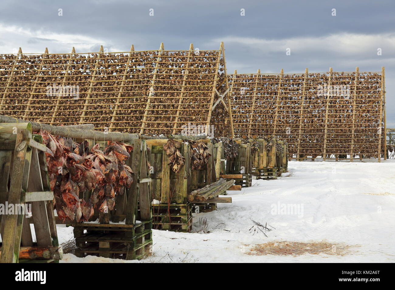 Wooden A-frame racks or hjells with heads of skrei-codfish tied ...