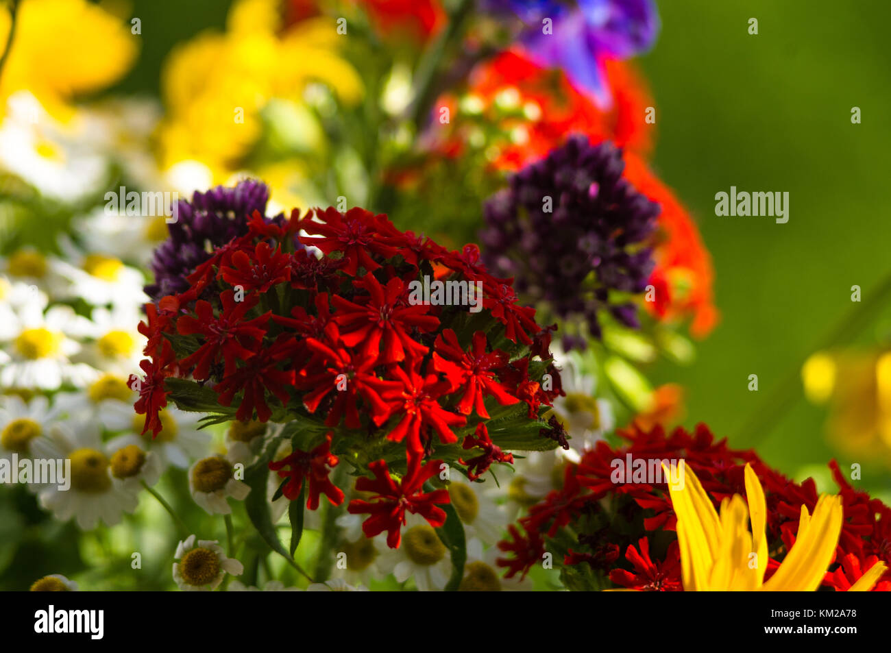 a colorful bouquet of bright spring flowers of various types, close-up ...