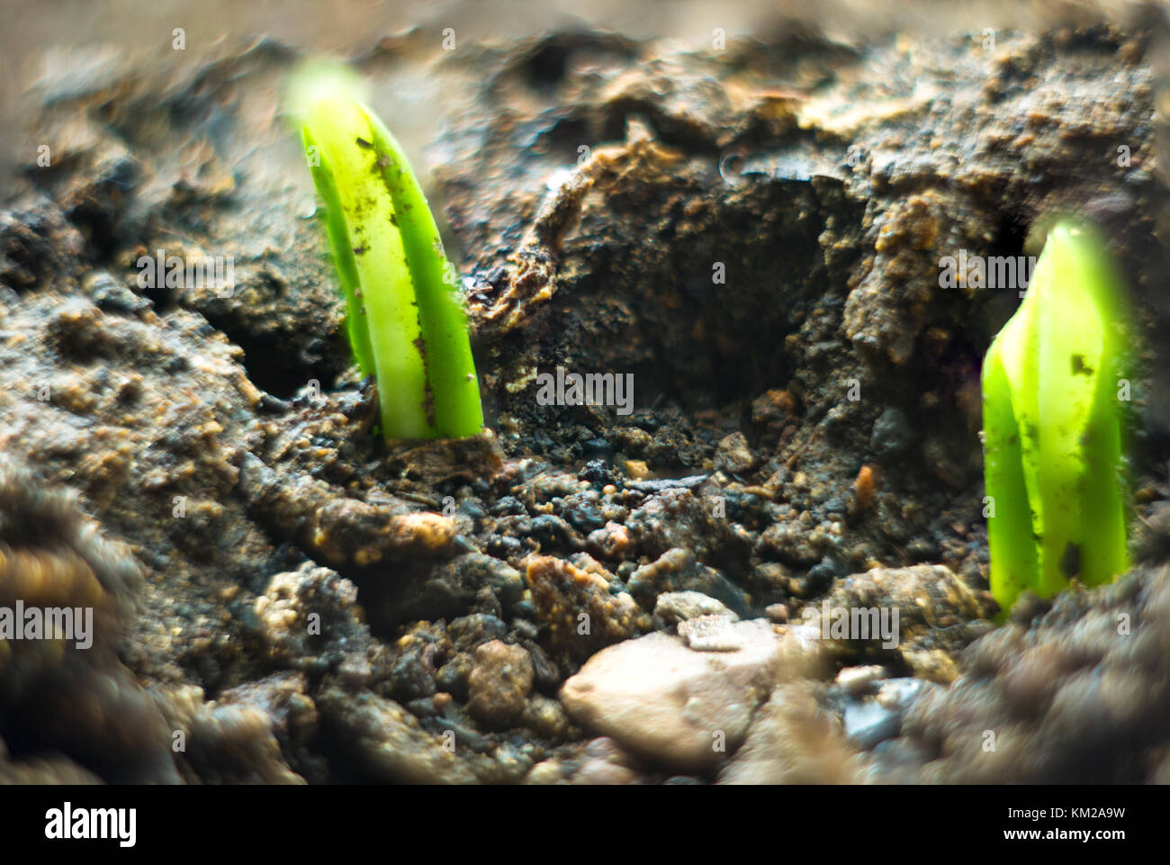 growing little green sprouts of young plants in sunlight Stock Photo ...