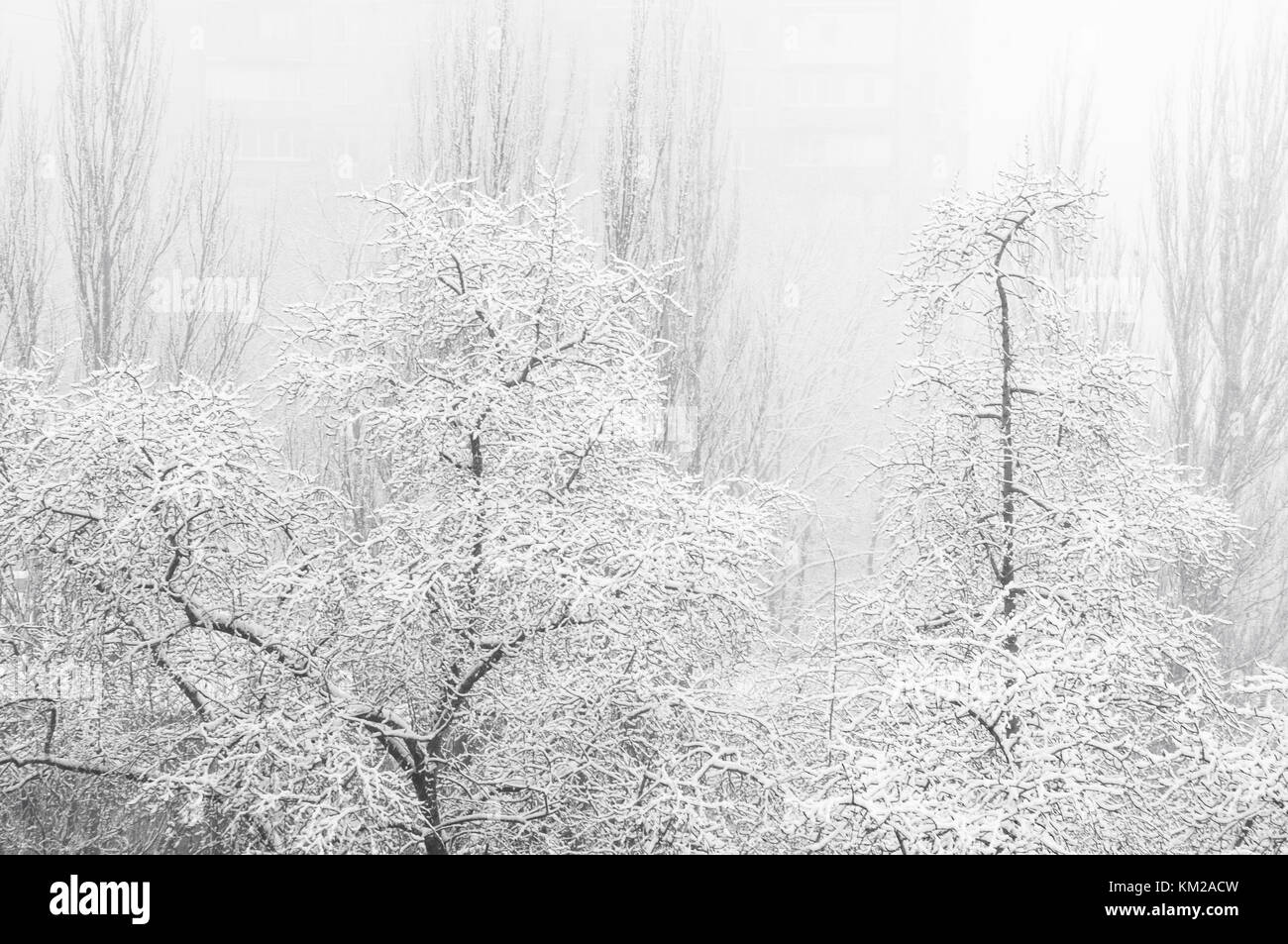 winter morning landscape - the trees in frost Stock Photo - Alamy