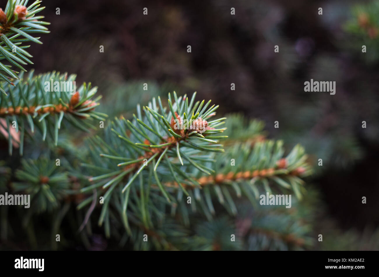 Green fluffy fir tree branch close up, Christmas wallpaper concept ...