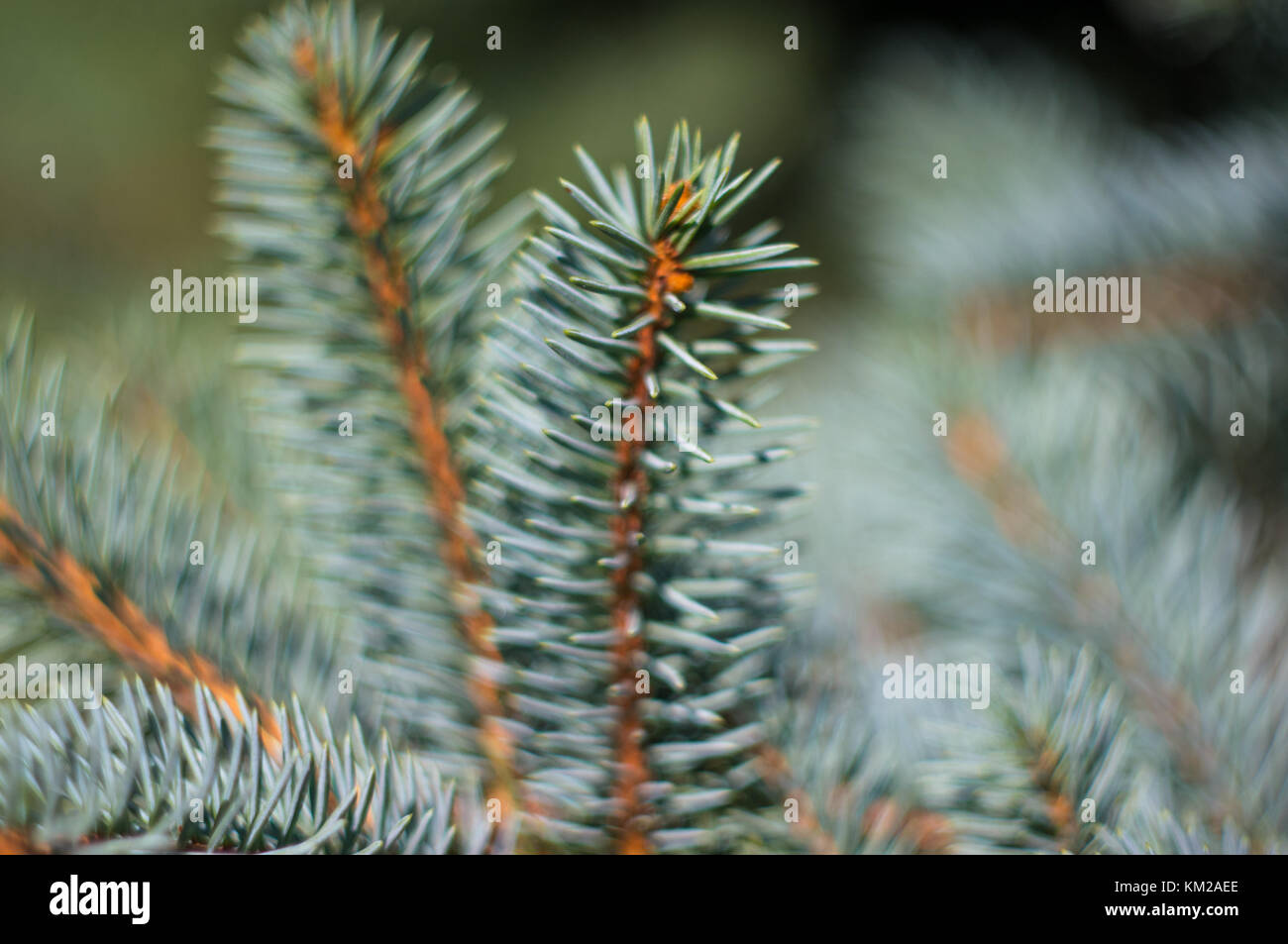 Green fluffy fir tree branch close up, Christmas wallpaper concept ...