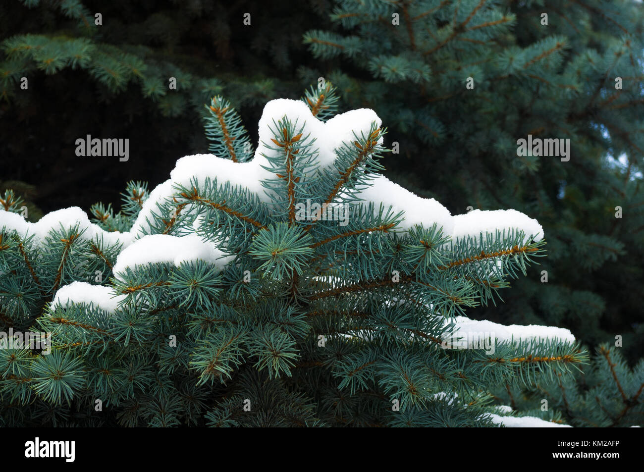 Green fluffy fir tree branch in the snow, Christmas wallpaper concept ...