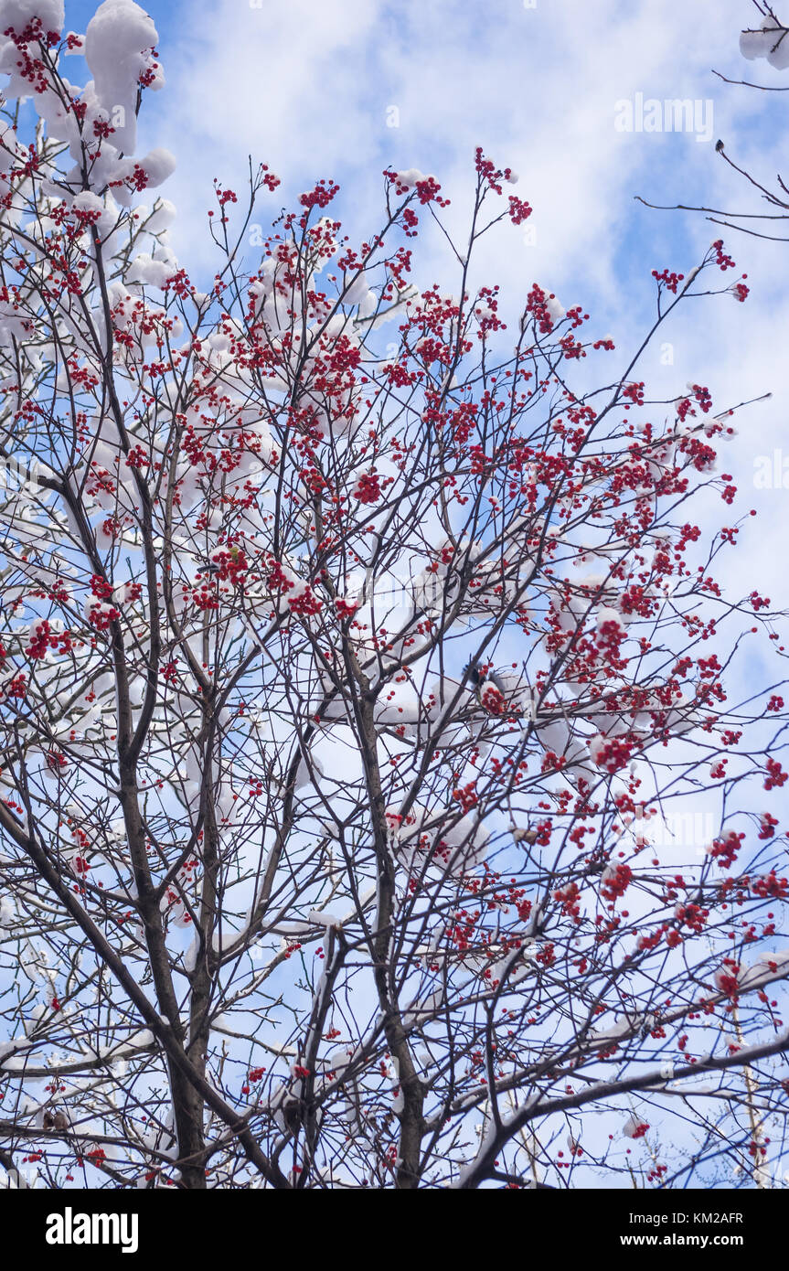 Rowan tree, mountain ash, with red berries in the snow, winter ...