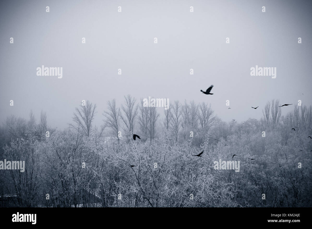 winter morning landscape - flying flock of birds above the trees in ...